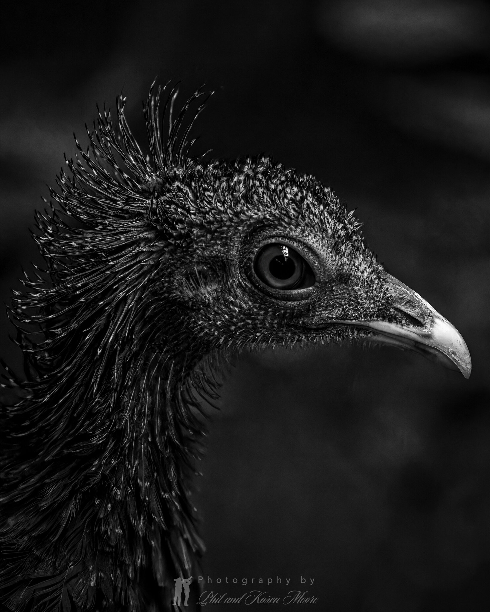 RF-S-FE-3.jpg | Canon RF Shooters Forums