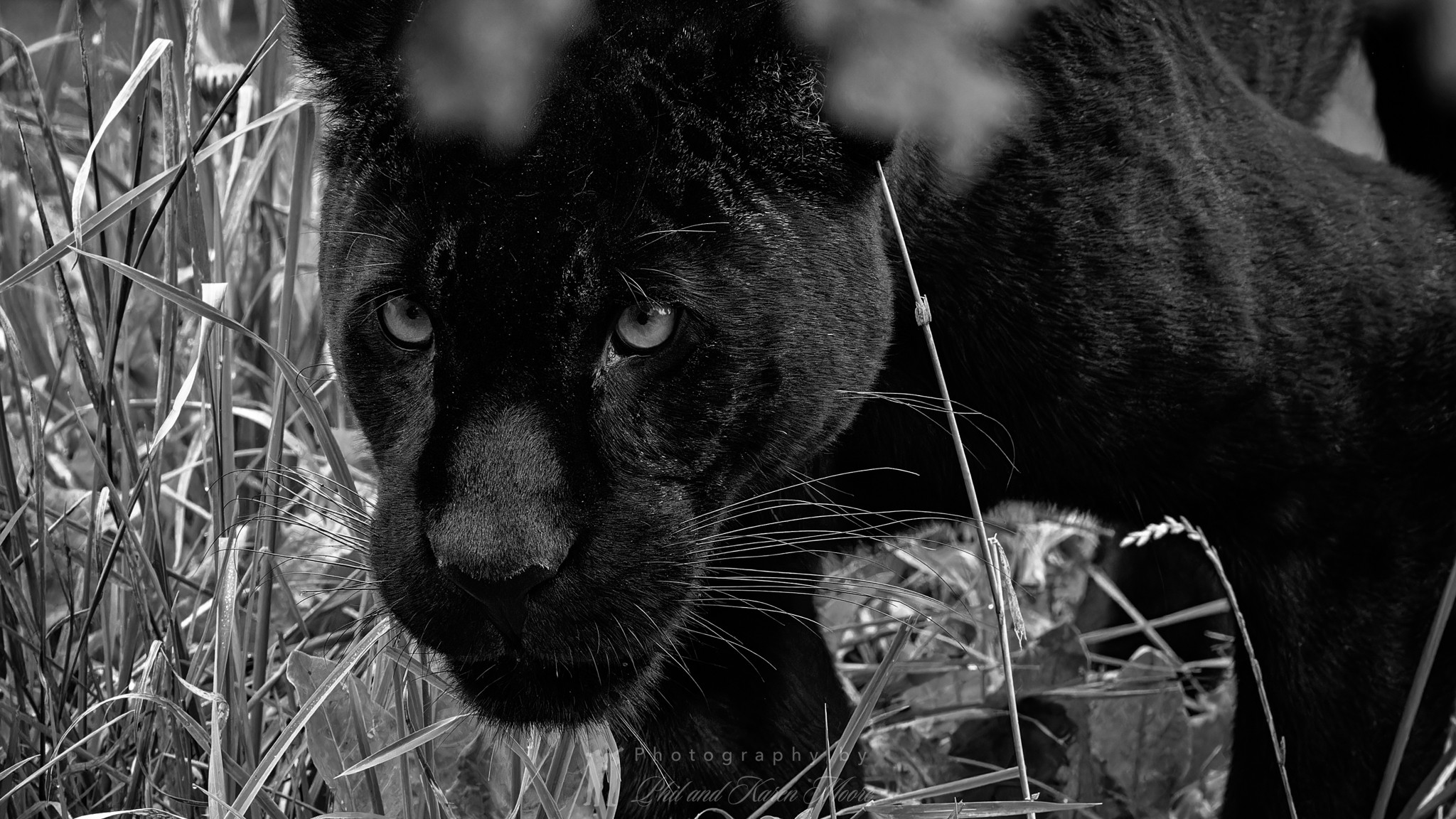 RF-S-FE-4.jpg | Canon RF Shooters Forums