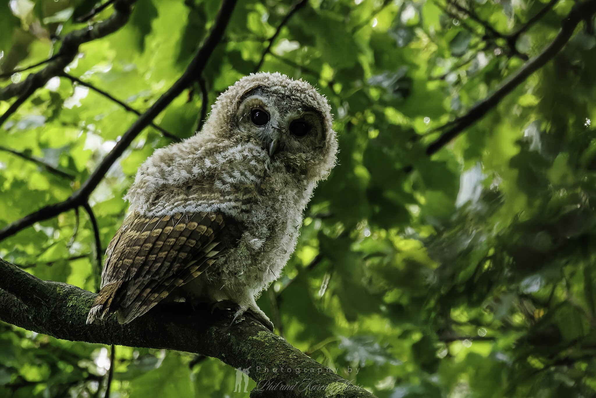 RF-SO-1.jpg | Canon RF Shooters Forums