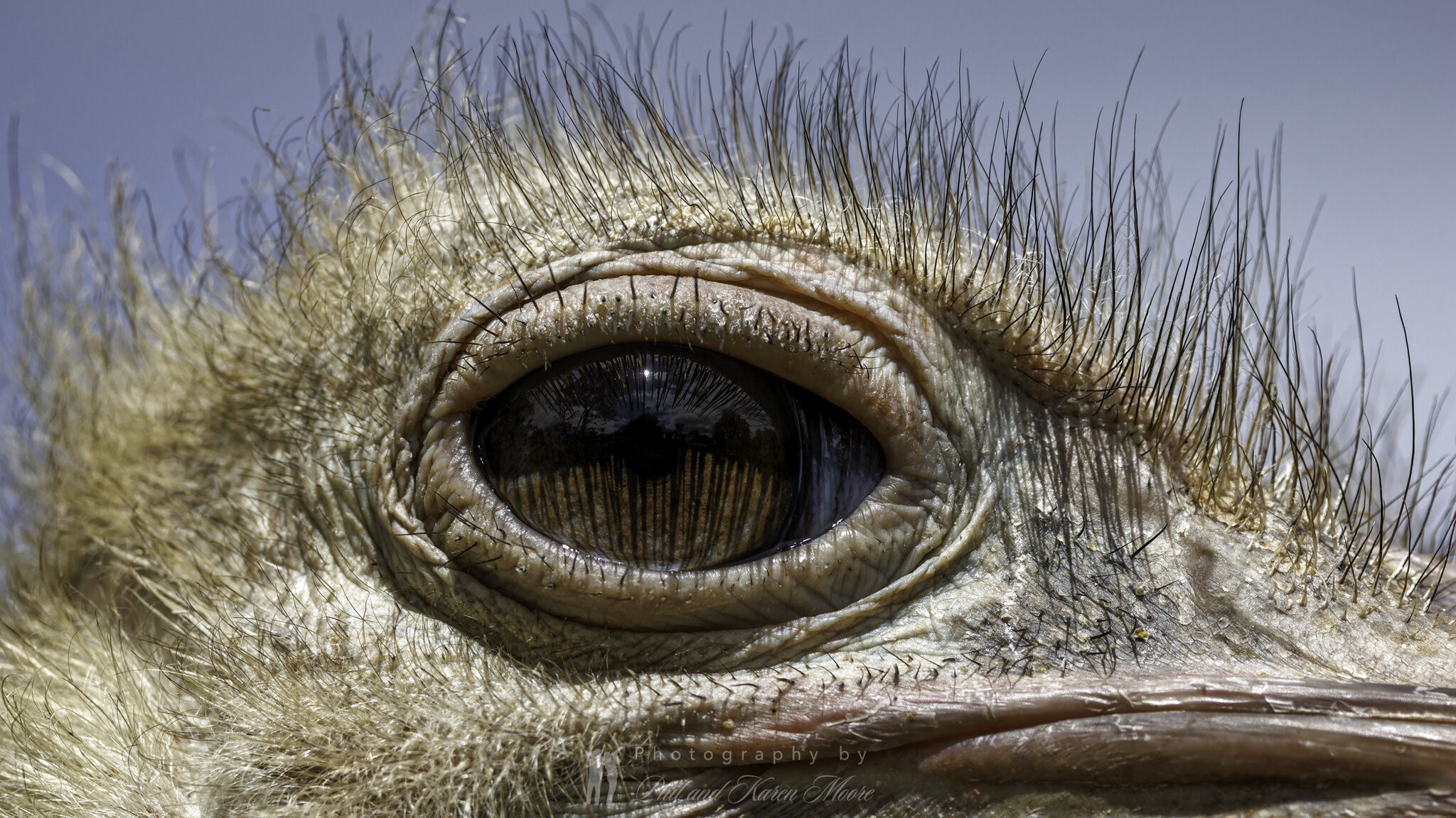 RF-SPZ-1.jpg | Canon RF Shooters Forums