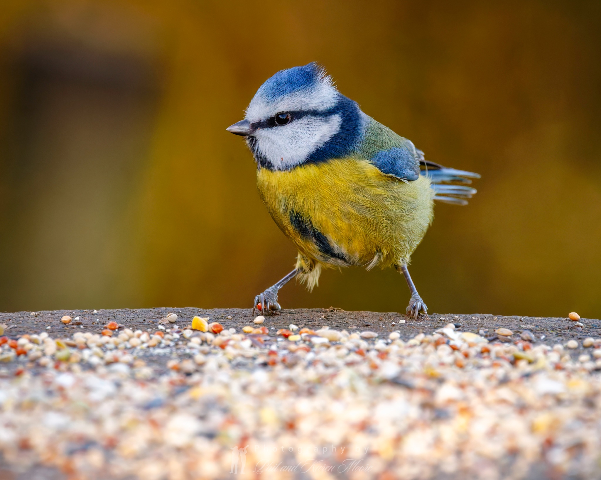 RF-SW-01.jpg | Canon RF Shooters Forums