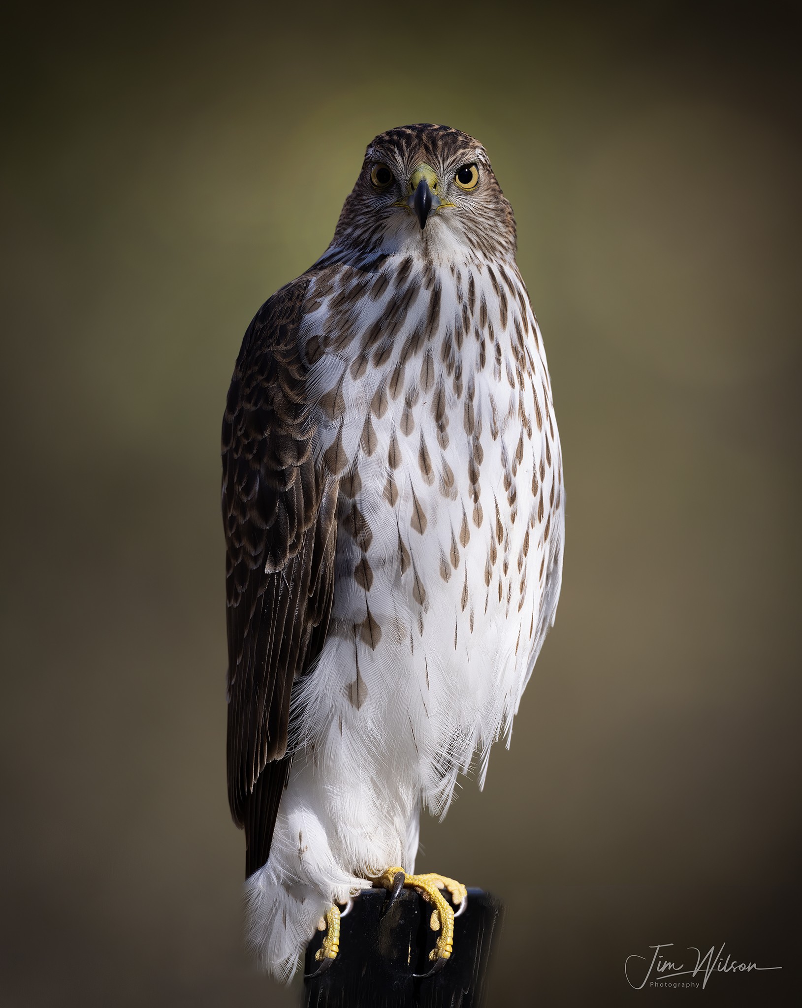 RF600/4 | Canon RF Shooters Forums