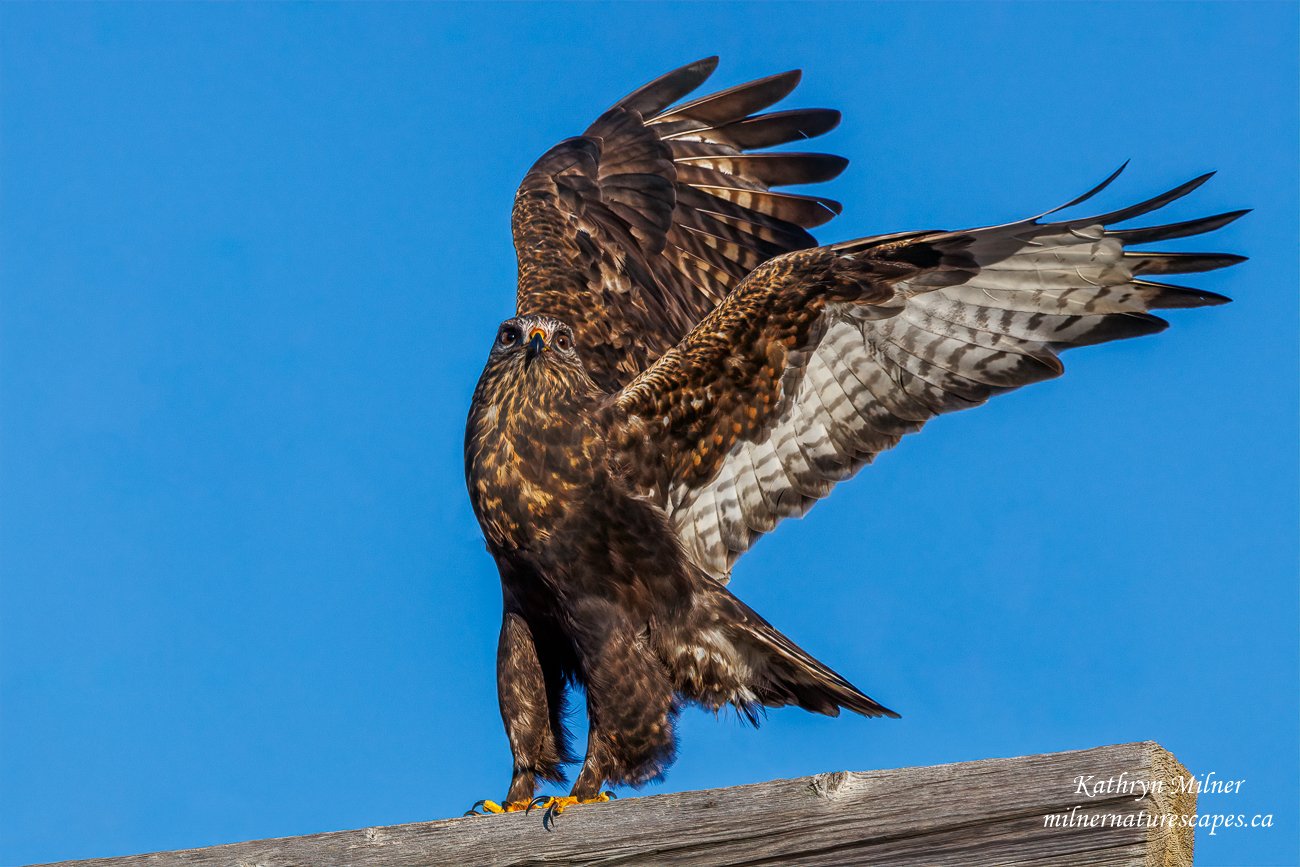 Rough-legged Hawk - dark phase.jpg | Canon RF Shooters Forums