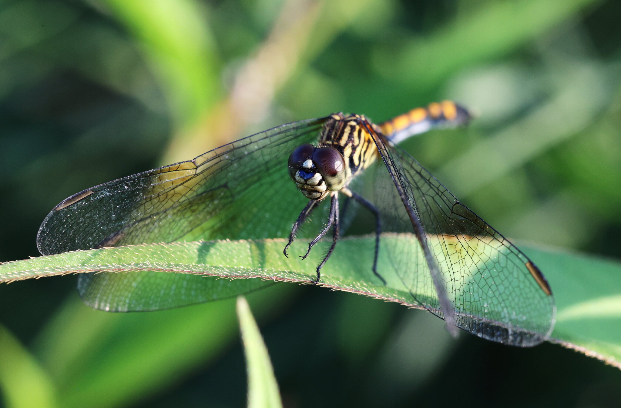 Sad Dragon | Canon RF Shooters Forums