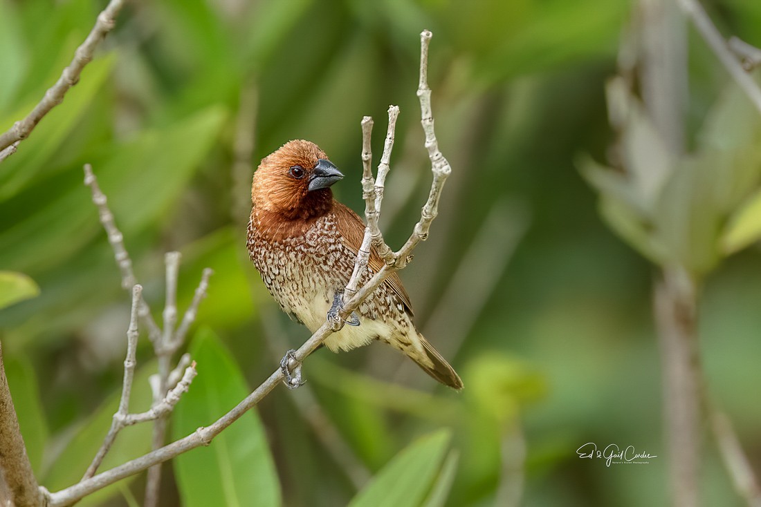 Scaly-breasted munia | Canon RF Shooters Forums