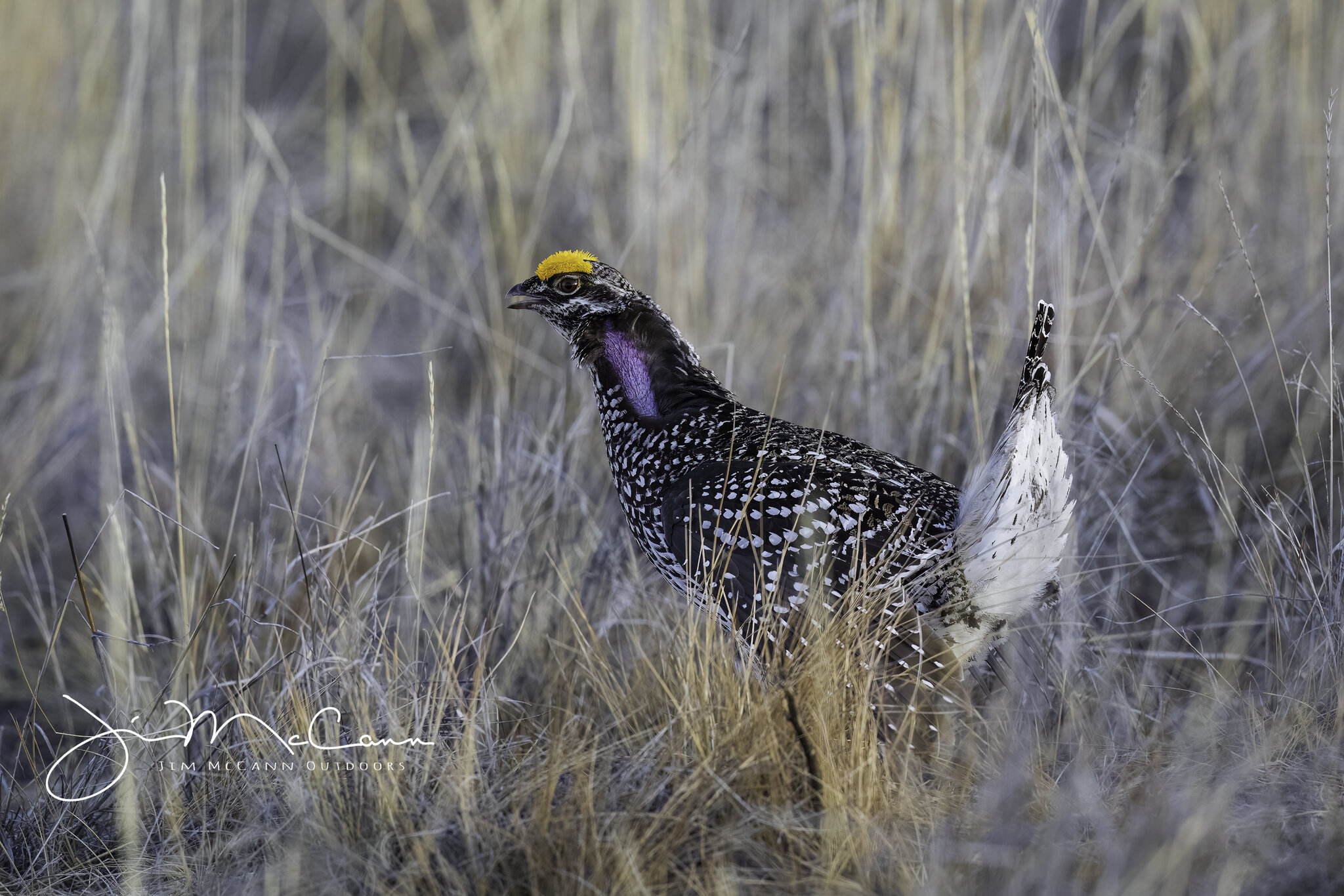 Sharp-tailed Grouse-71151.jpg | Canon RF Shooters Forums