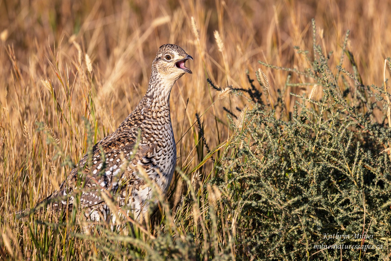 Sharp-tailed Grouse in grass.jpg | Canon RF Shooters Forums