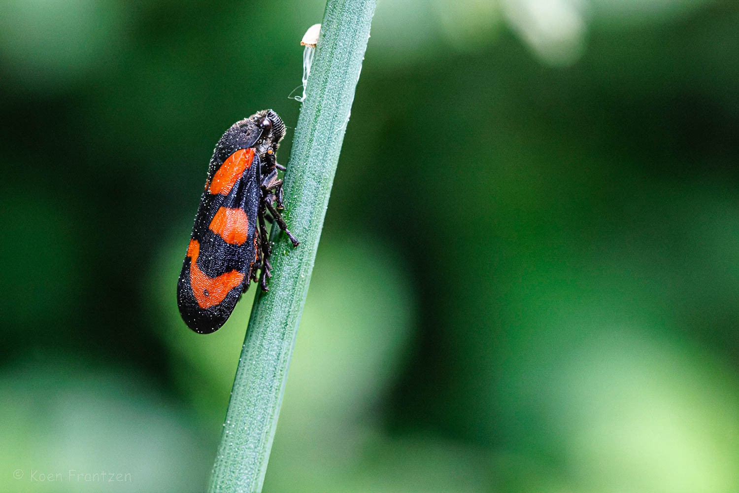 Shouting colours... | Canon RF Shooters Forums