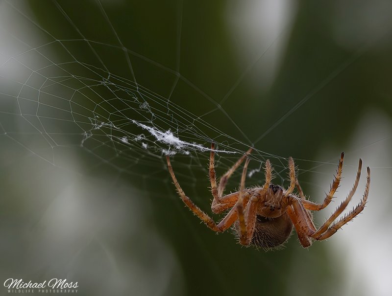 Spider 10-27-24 2 copy.jpg | Canon RF Shooters Forums