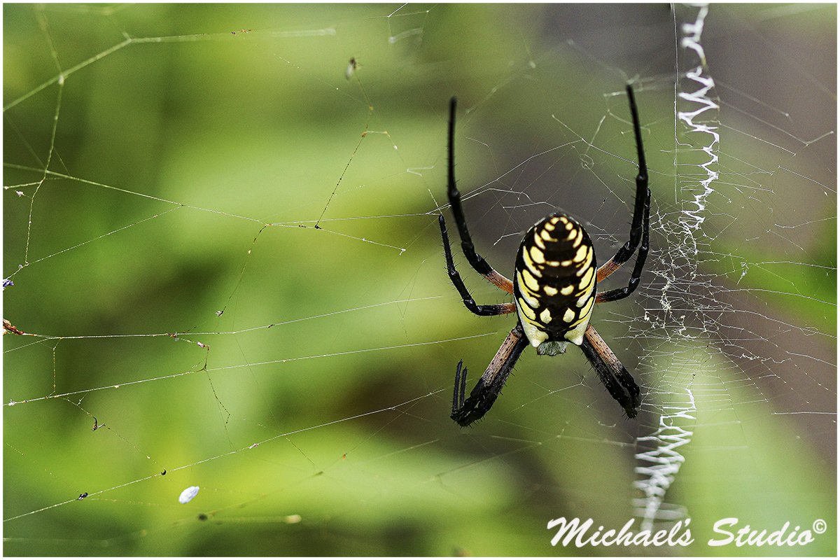 SPIDER1.jpg | Canon RF Shooters Forums