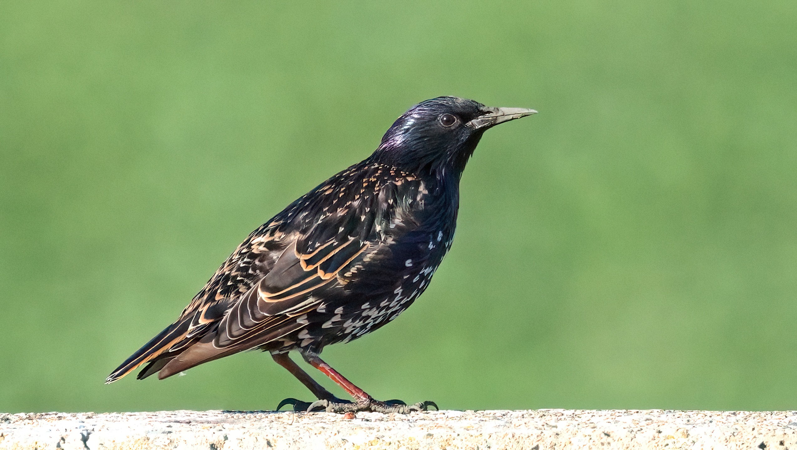 Starling in evening light | Canon RF Shooters Forums