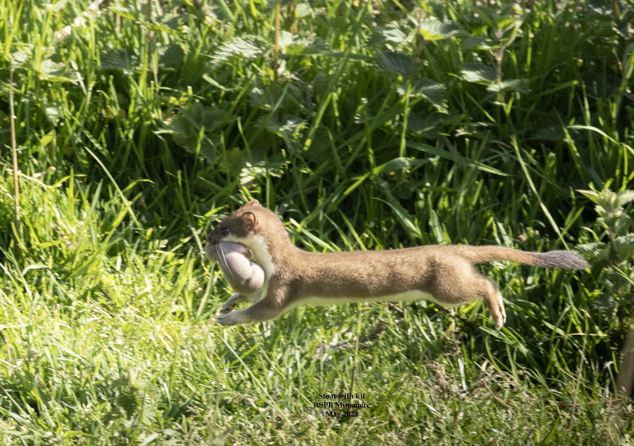 Stoat with kit 3.jpg | Canon RF Shooters Forums