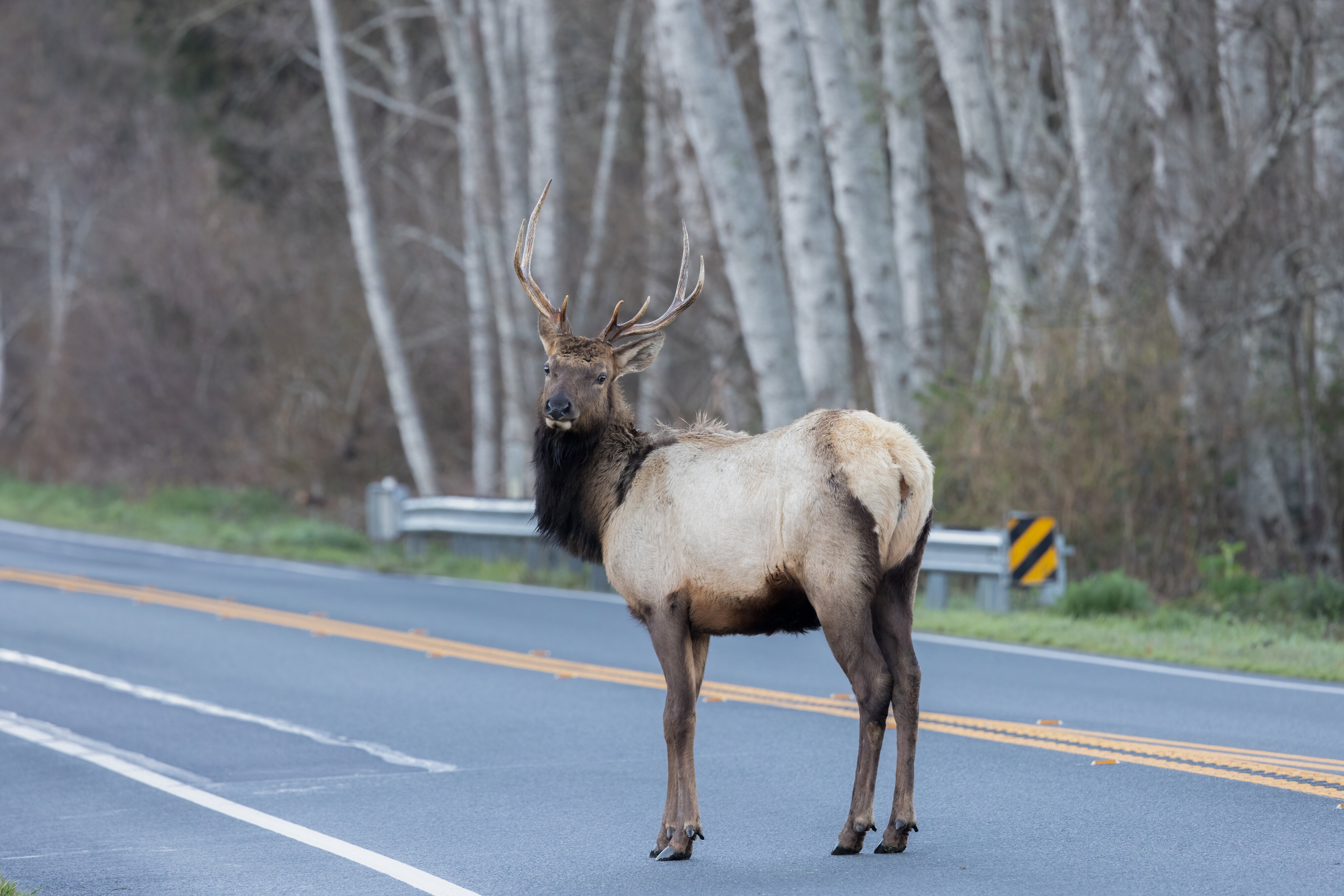 The Crossing Guard | Canon RF Shooters Forums