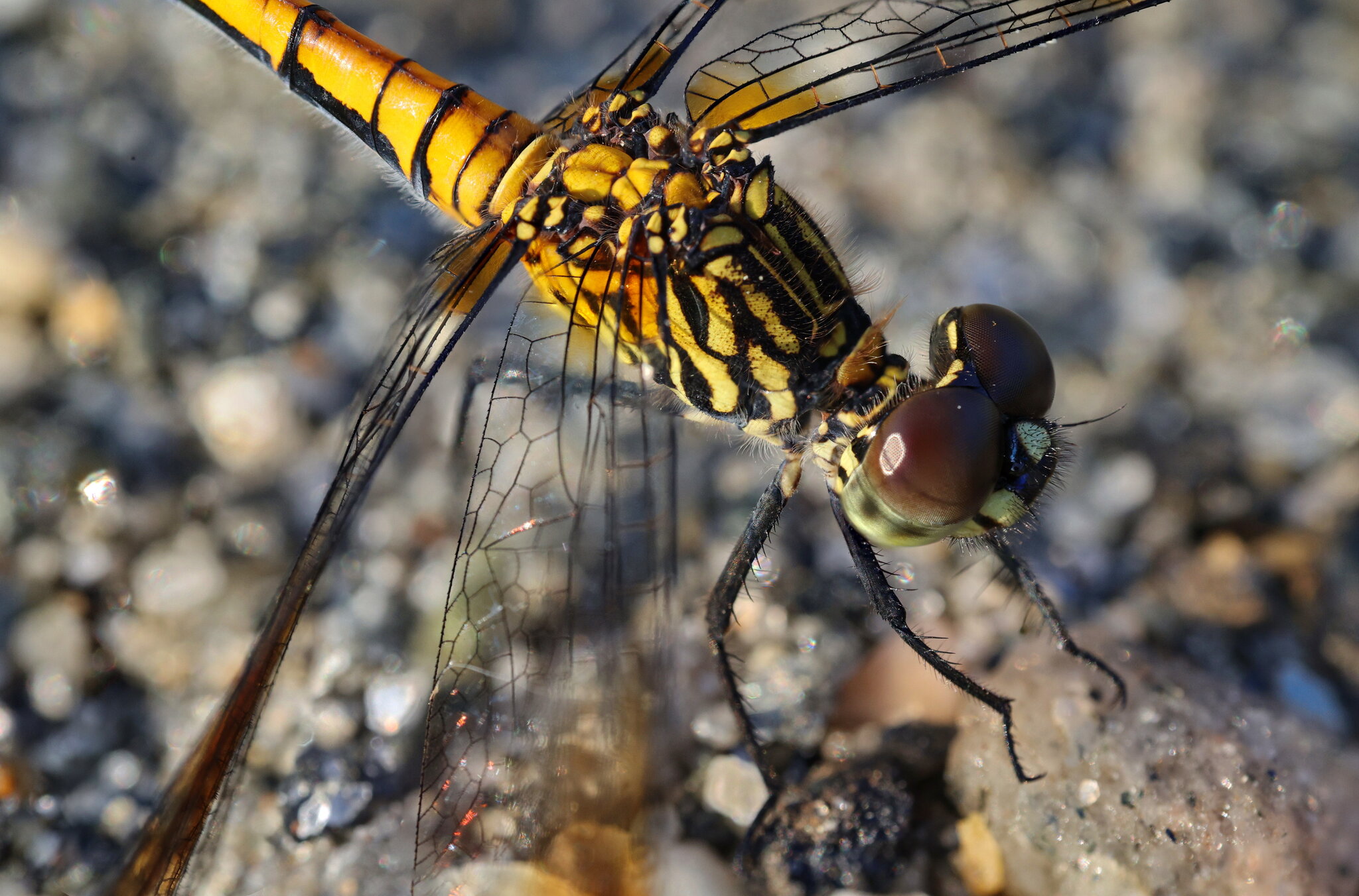 Tiger Fly | Canon RF Shooters Forums