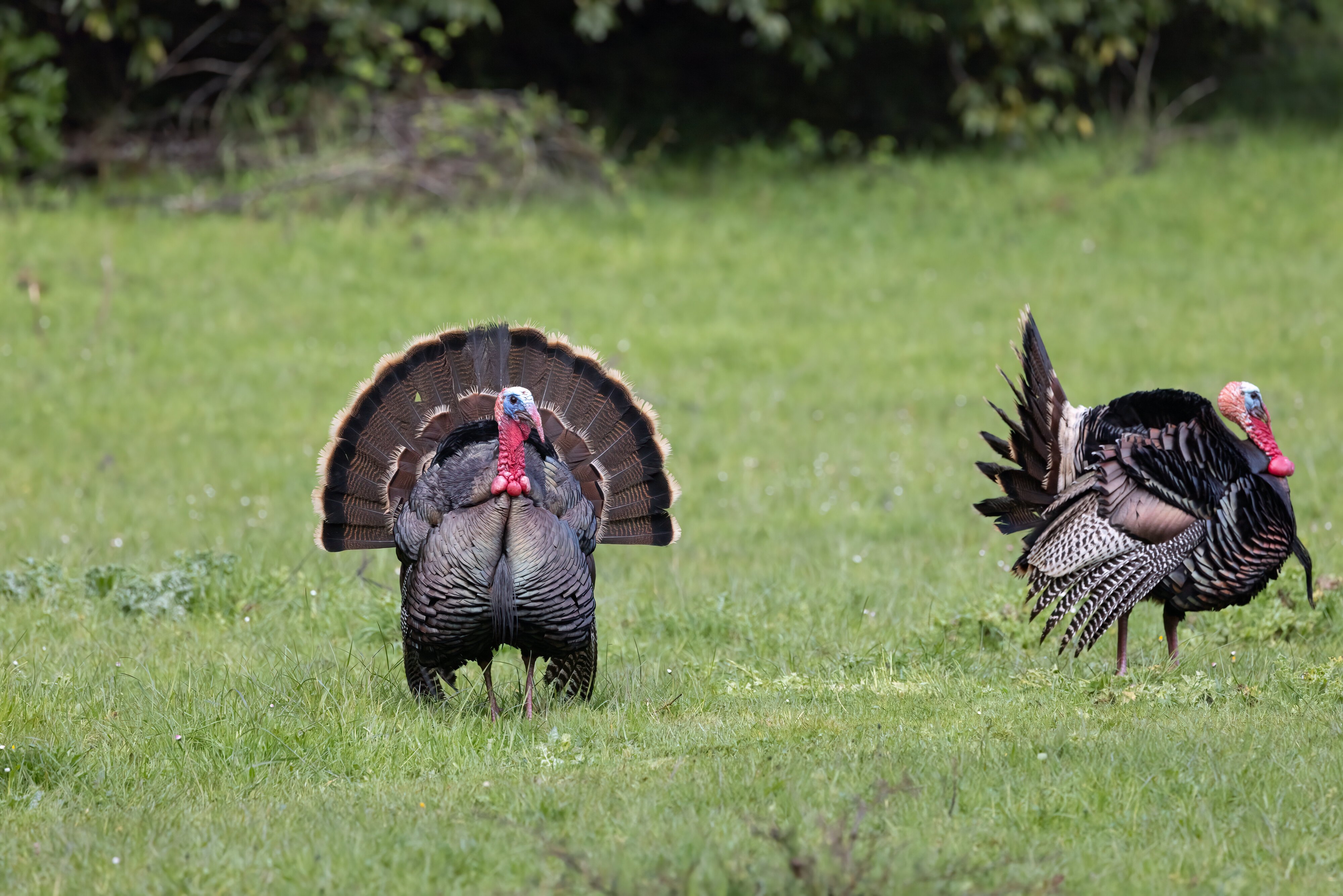 Two Shots of Wild Turkey | Canon RF Shooters Forums
