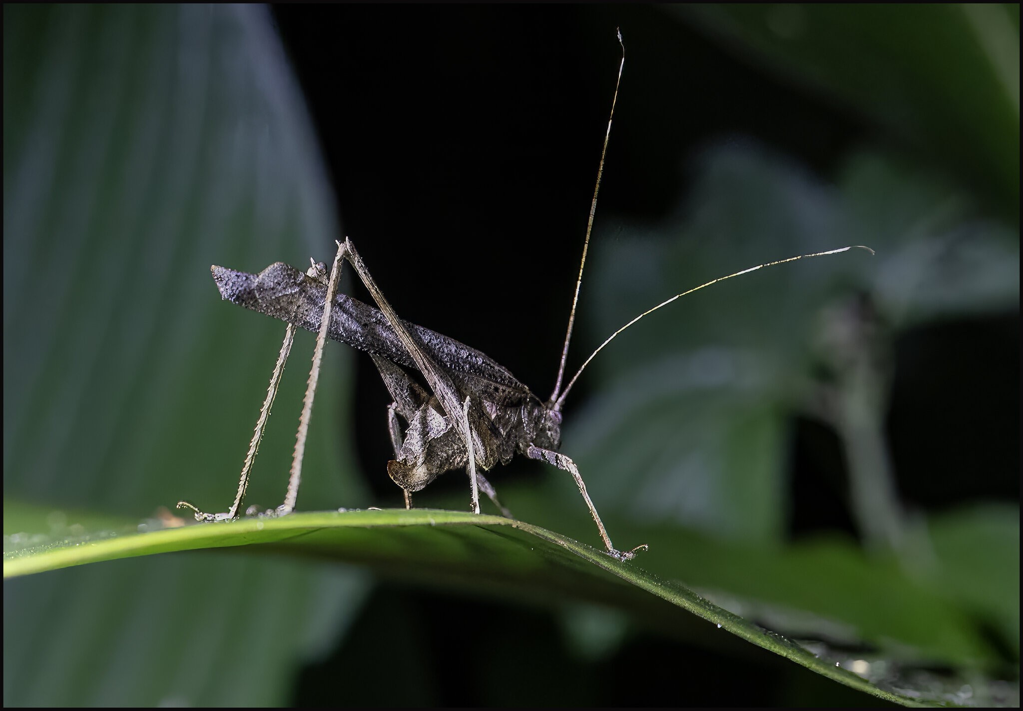 Weird Bug... Cricket.jpg | Canon RF Shooters Forums