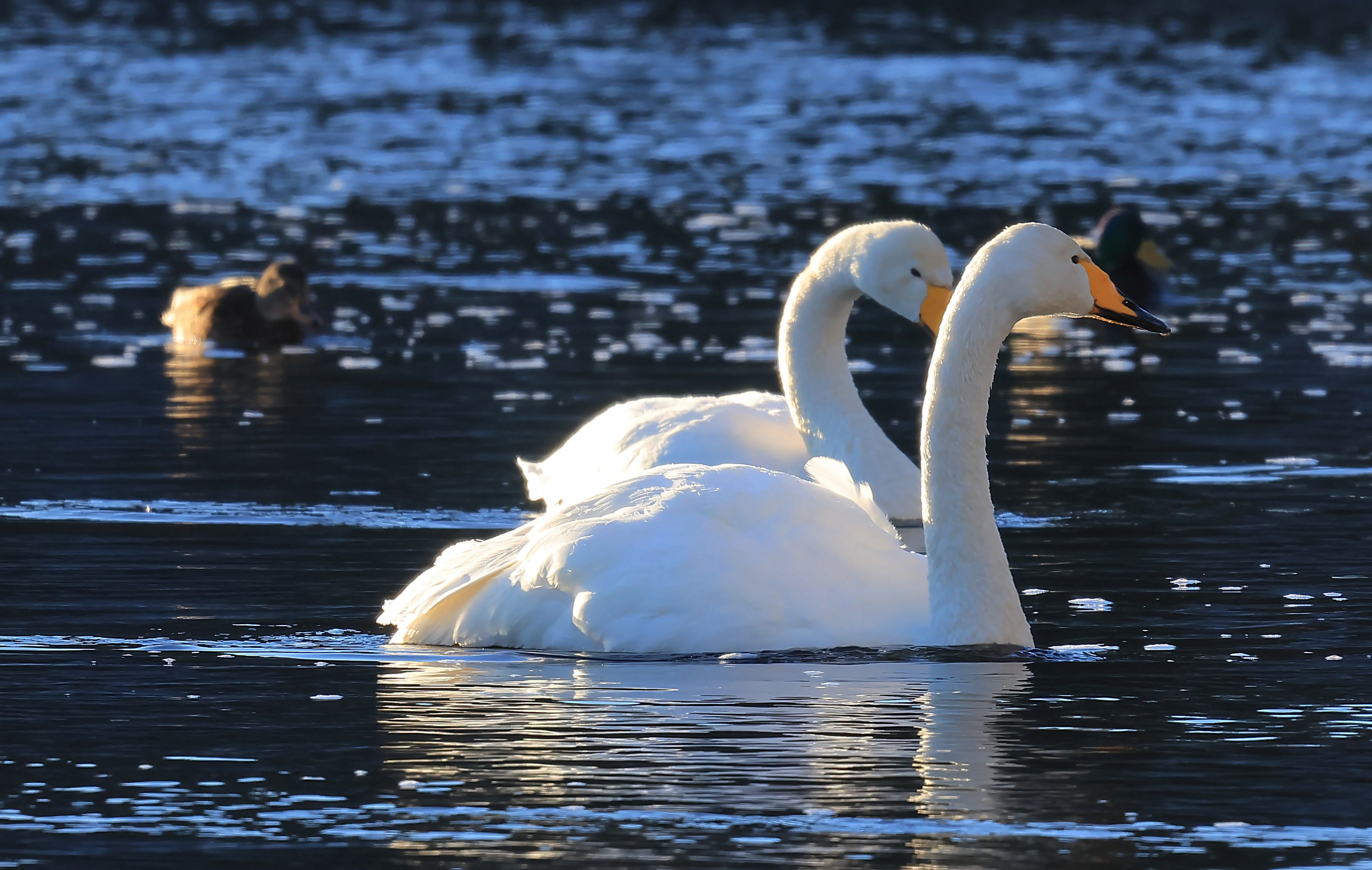 Whooper Swan.jpg | Canon RF Shooters Forums