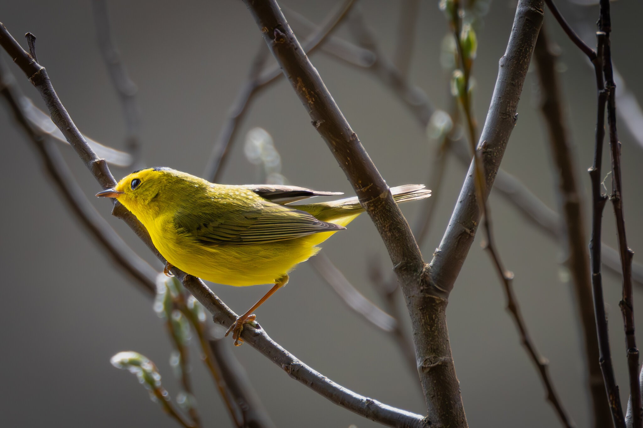 Wilsons Warbler.jpg | Canon RF Shooters Forums