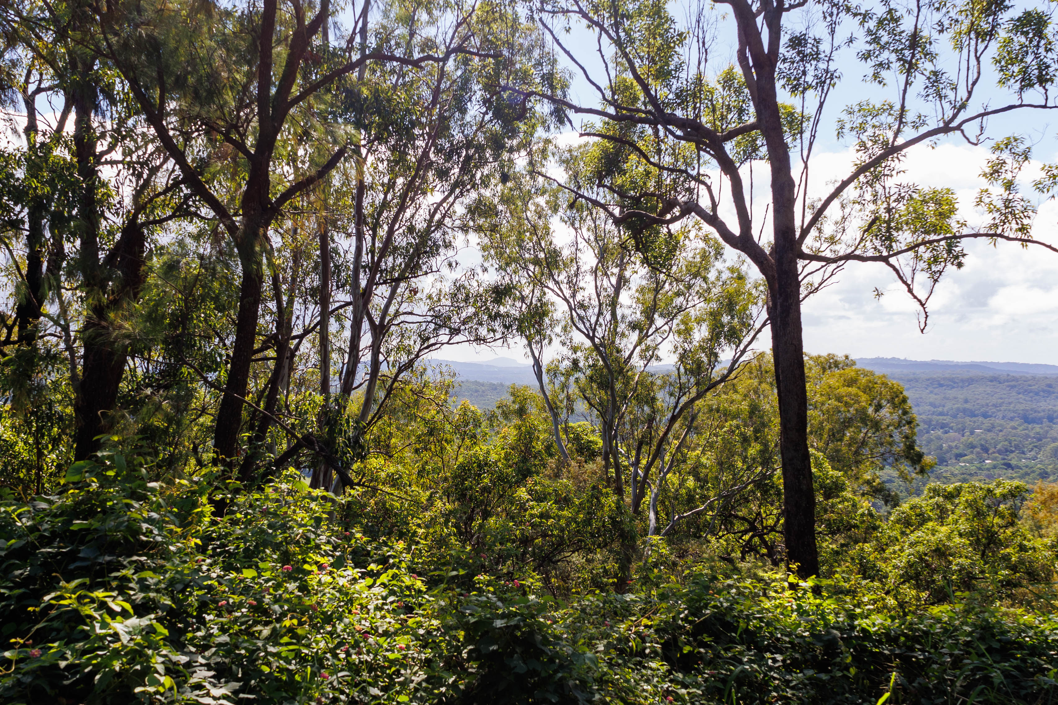 YANDINA-4.jpg | Canon RF Shooters Forums