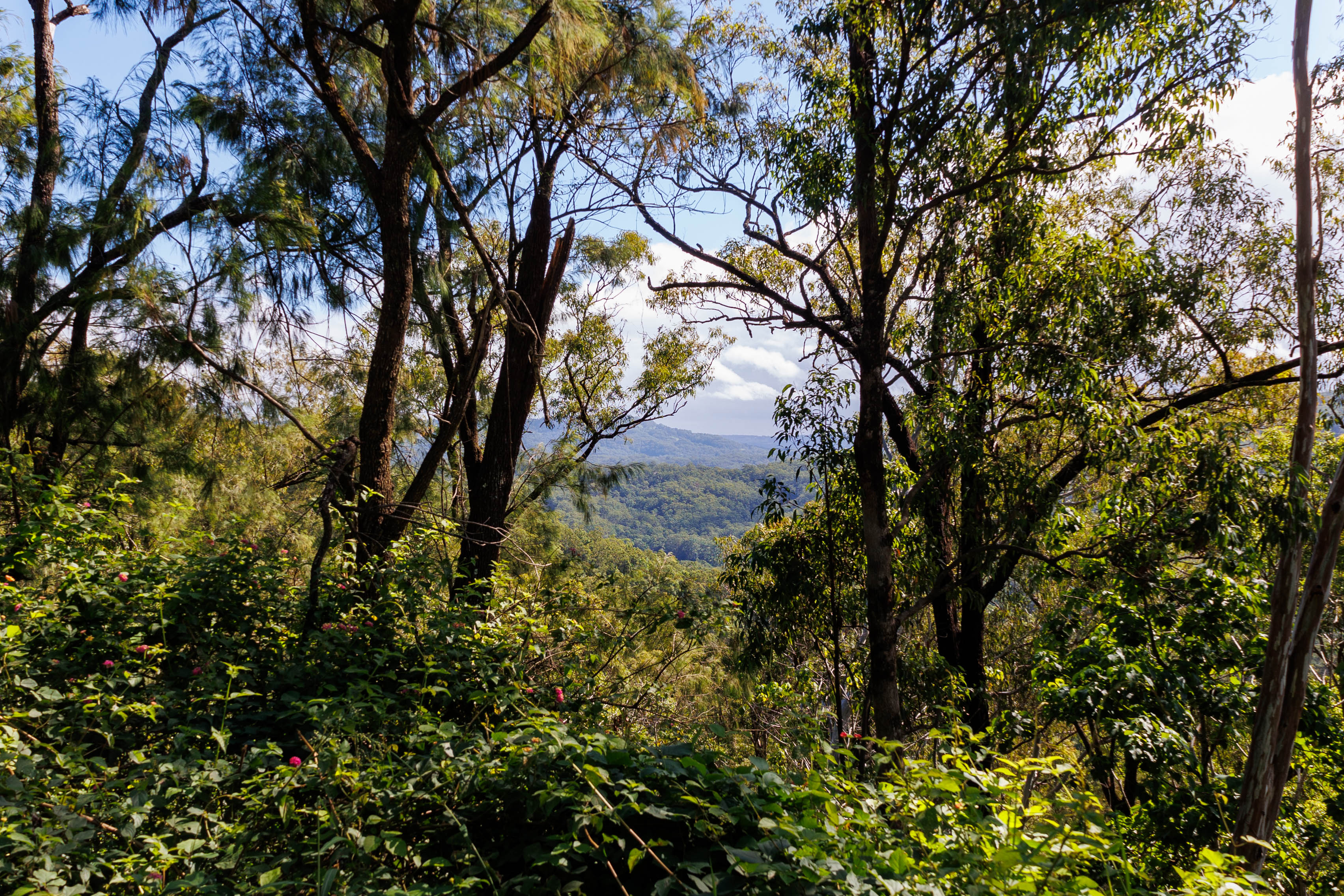 YANDINA-5.jpg | Canon RF Shooters Forums