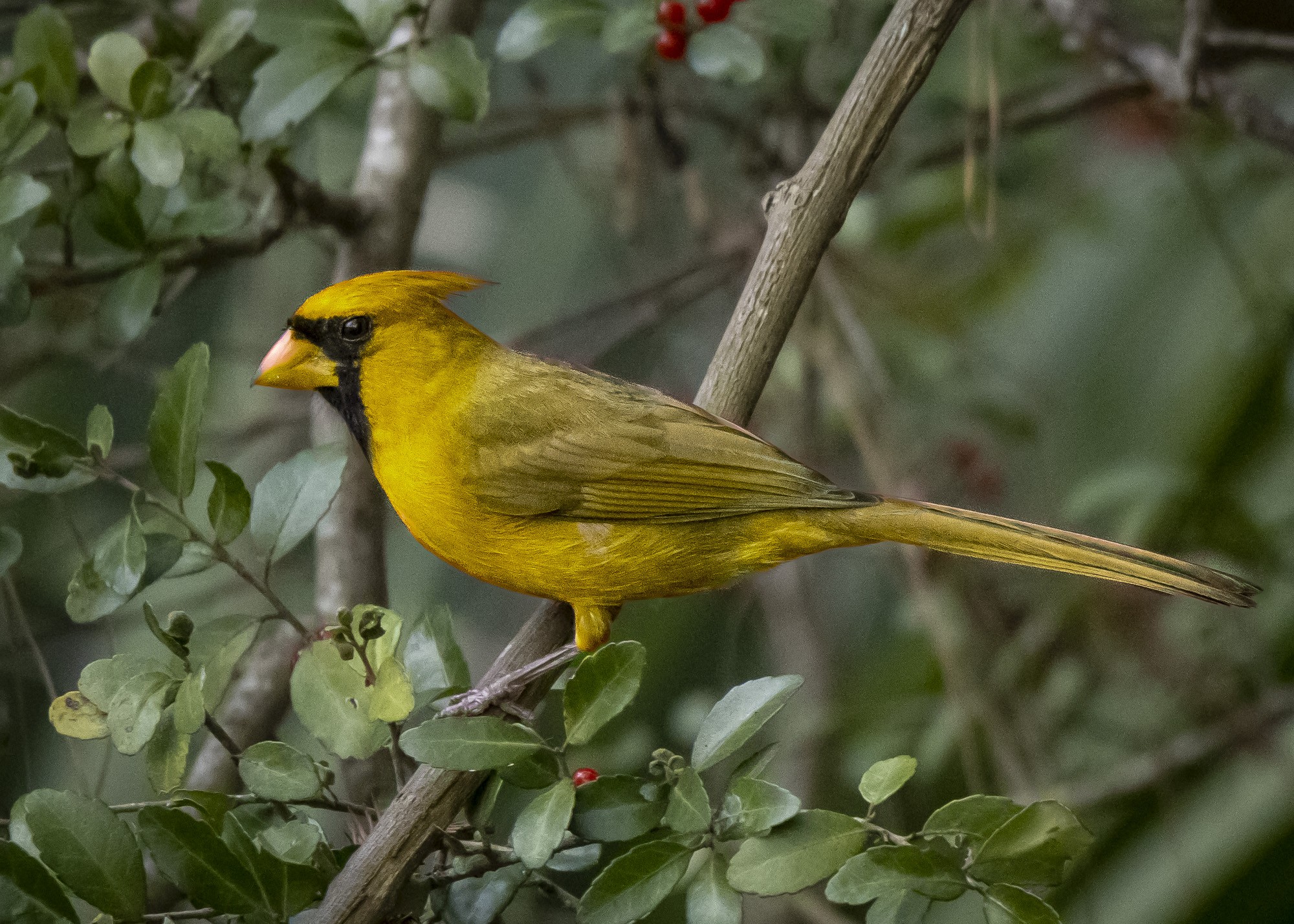 yellow cardina; (4 of 1).jpg | Canon RF Shooters Forums
