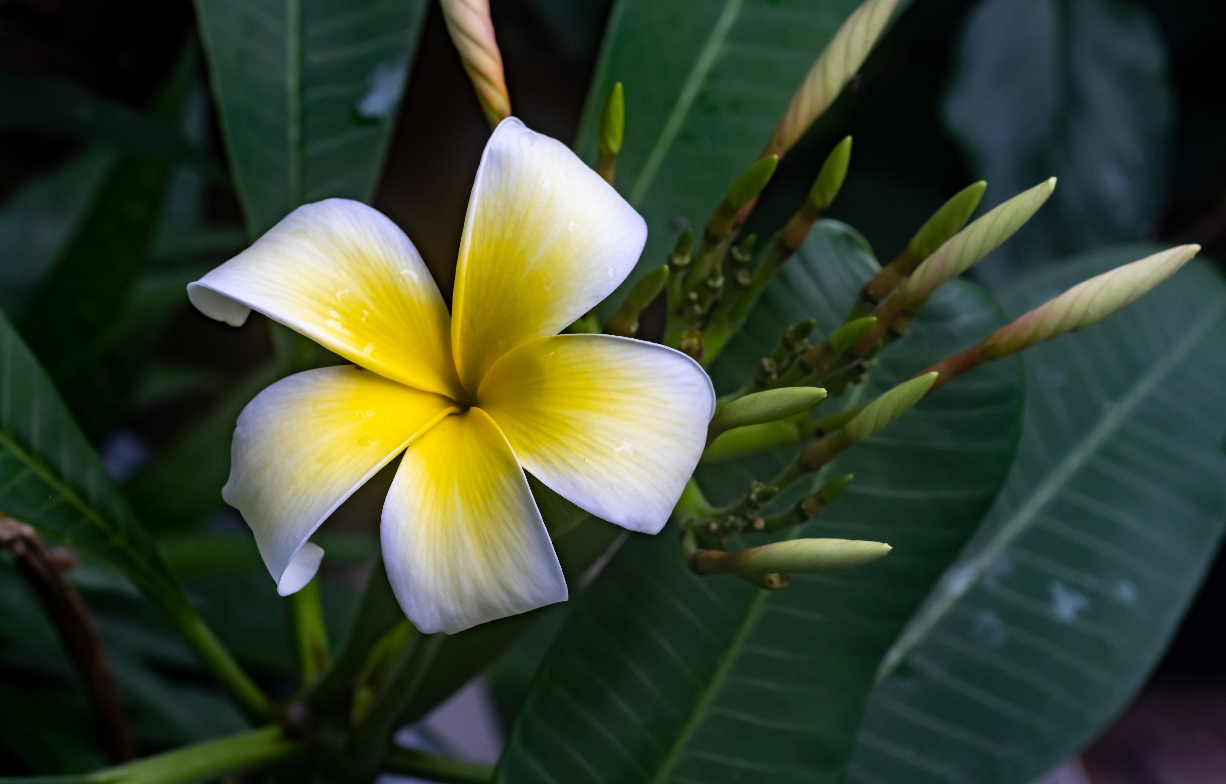 Yellow Plumeria - Samoan Fluffy | Canon RF Shooters Forums