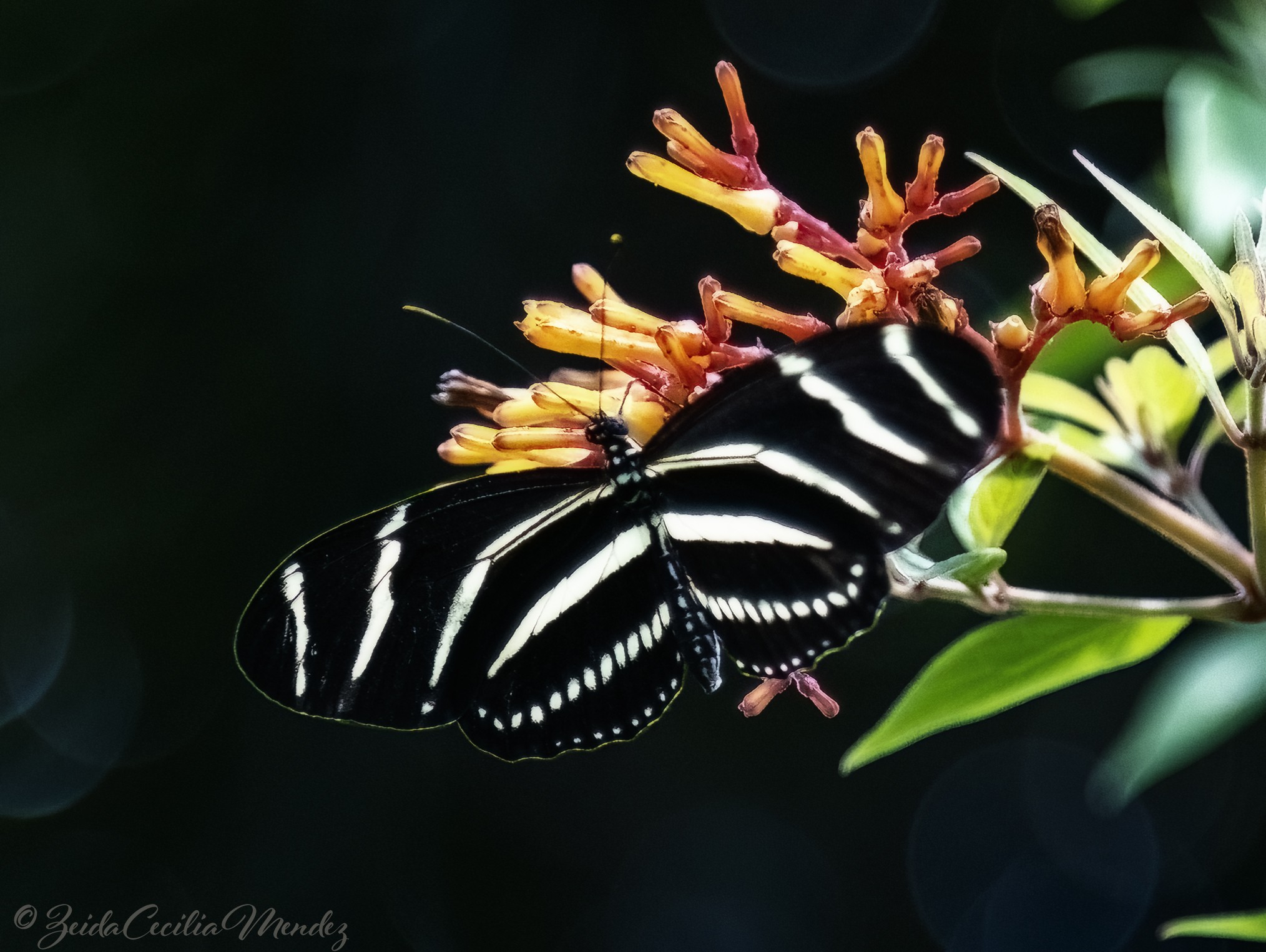 Zebra Butterfly | Canon RF Shooters Forums