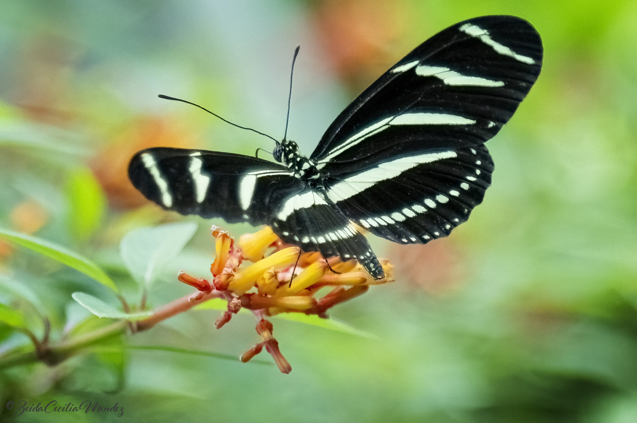 Zebra Butterfly | Canon RF Shooters Forums